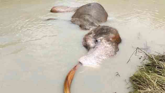 No improvement in Bathiya’s health; new treatment decision tomorrow ...