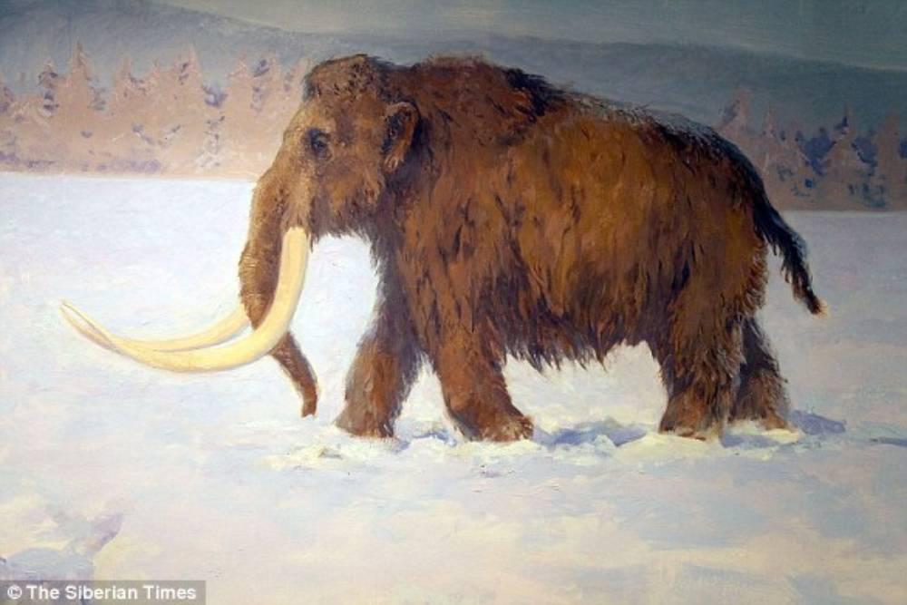 A mammoth task! - Caption Story | Daily Mirror