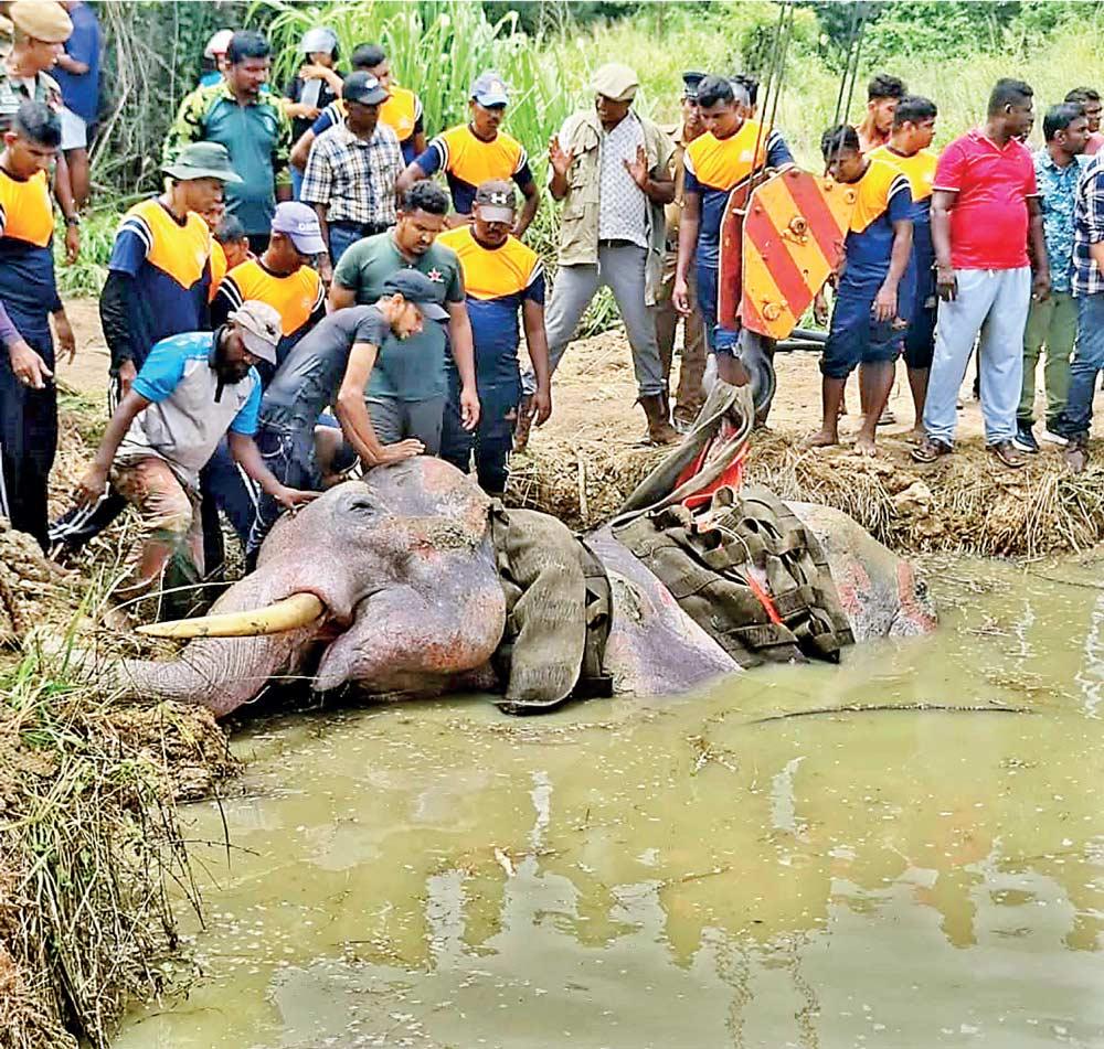 Helplessly standing between gun barrel and the next elephant - News Features | Daily Mirror