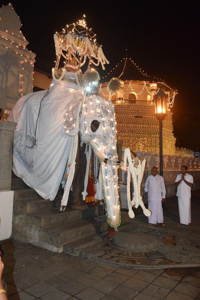 First Kumbal Perahera - Caption Story | Daily Mirror