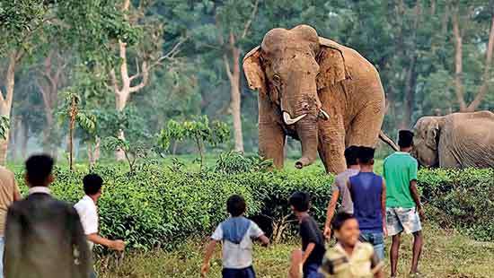 Human-Elephant conflict Assam’s story is an eye-opener - Opinion ...