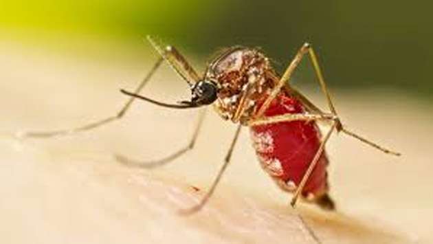 Dengue, Chikungunya cases surge after rains - Breaking News | Daily Mirror