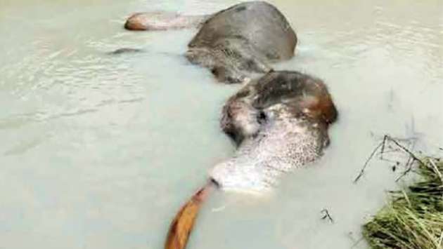 Bathiya dead before Indian veterinary experts arrived - Breaking News ...