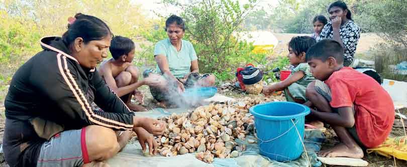 Courageous women harvesting cockle in Ichchankaduwa lagoon - News ...