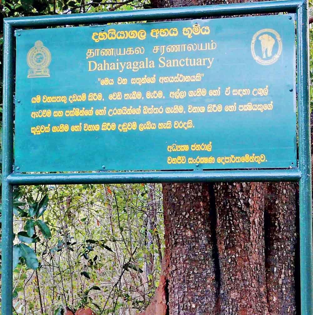Dahaiyagala Elephant Corridor threatened by encroachment activities ...