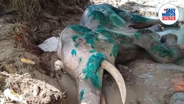 Wild tusker ‘Bhathiya’ succumbs to injuries - Breaking News | Daily Mirror
