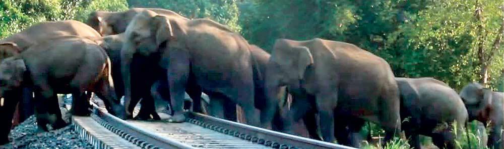 Could revised train schedules minimise elephant-train collisions ...