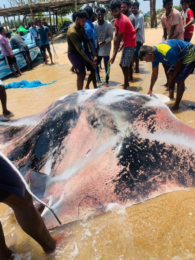 Giant manta ray weighing over 500 kilograms caught in Mannar - Breaking ...