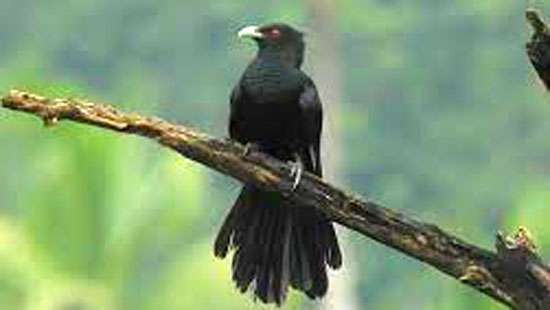 Avurudu Koha sings more this time - Breaking News | Daily Mirror