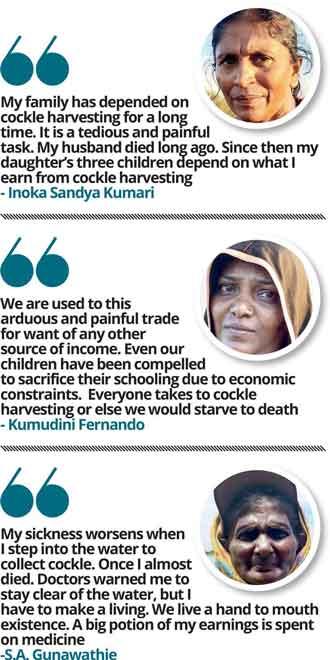 Courageous women harvesting cockle in Ichchankaduwa lagoon - News ...