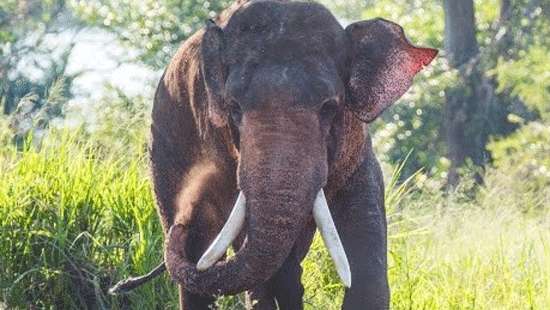 Elephant ’Agbo’ getting weaker: Wildlife Minister - Breaking News ...