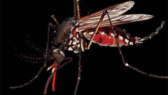 Dengue surge alarms authorities as cases jump by up to 40% - Front Page ...