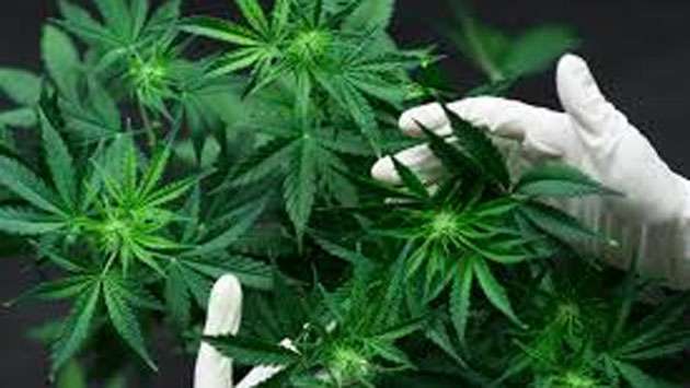 Government to open cannabis cultivation project to local investors ...