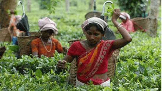 Syria starts buying tea from India in absence of supplies from Sri ...