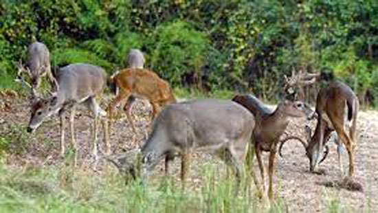 Health authorities to probe spreading of rabies among deer in Homagama ...