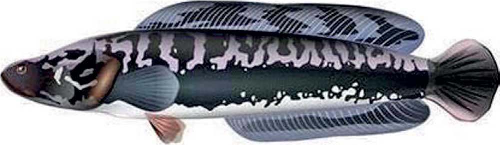 Would Deduru Oya become home to the most predacious snakehead fish ...