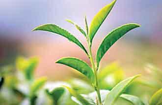 Daily Mirror - Sri Lanka Latest Breaking News and Headlines - Print ...