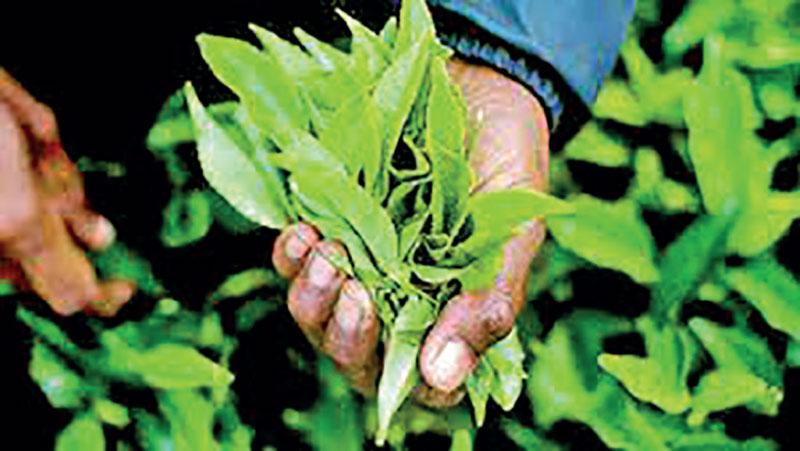 Offerings at Colombo Tea Auction continue to maintain around 5 MnKgs ...