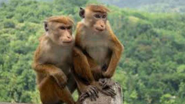 SJB MP proposes to offer cash to people who capture toque monkeys ...