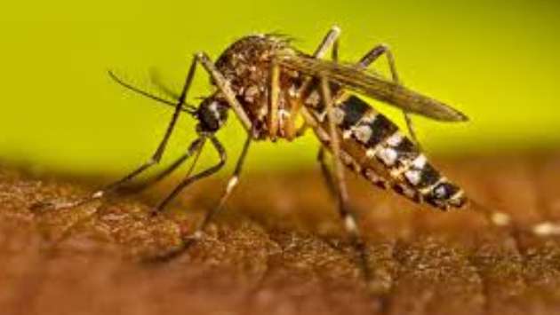 Sri Lanka braces for dengue surge amid floods - Breaking News | Daily ...