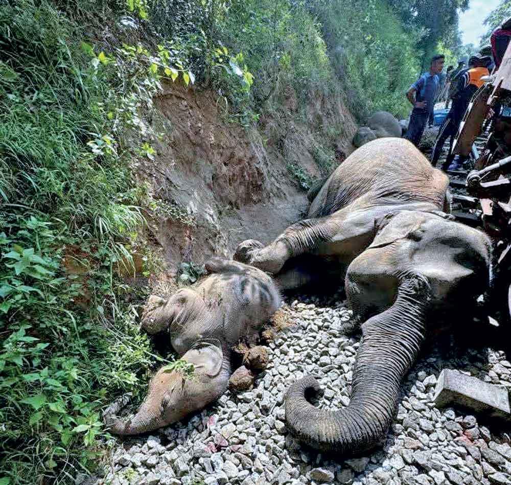 Our elephants are dying, no solution up to now - Front Page | Daily Mirror