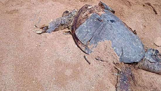 Two more dolphins, leatherback sea turtle found dead today after MV X ...
