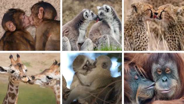 First kiss dates back 21 million years, say scientists - International ...