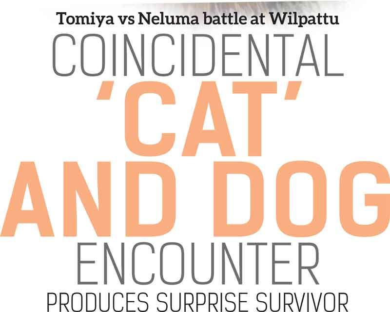 Tomiya vs Neluma battle at Wilpattu Coincidental ‘cat’ and dog ...