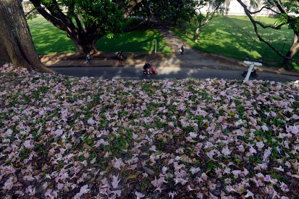 Blooming season starts... - Caption Story | Daily Mirror