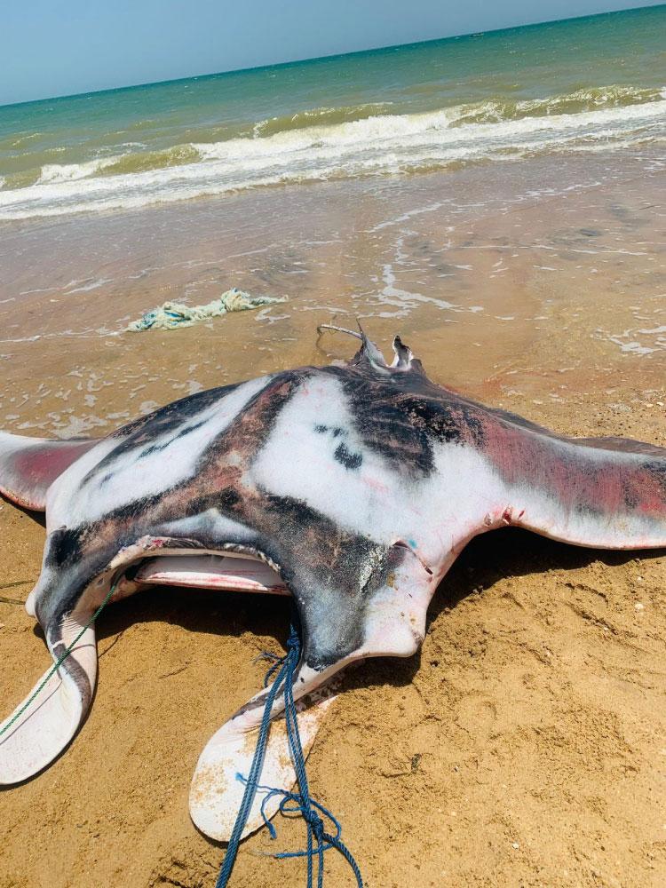 Giant manta ray weighing over 500 kilograms caught in Mannar - Breaking ...