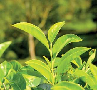 Daily Mirror - Sri Lanka Latest Breaking News and Headlines - Print ...