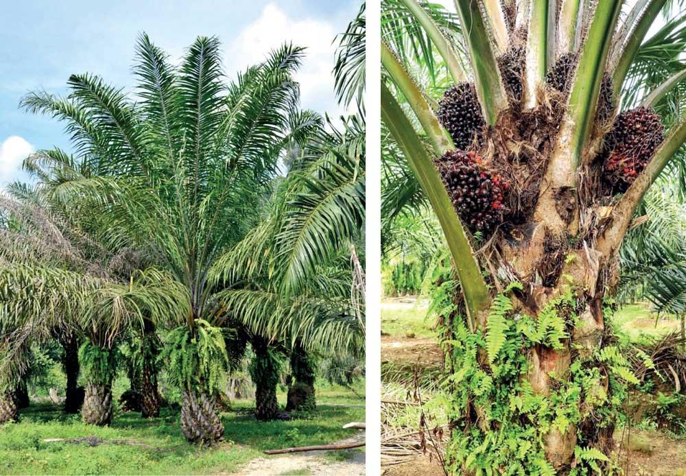 Return of the Oil Palm - News Features | Daily Mirror