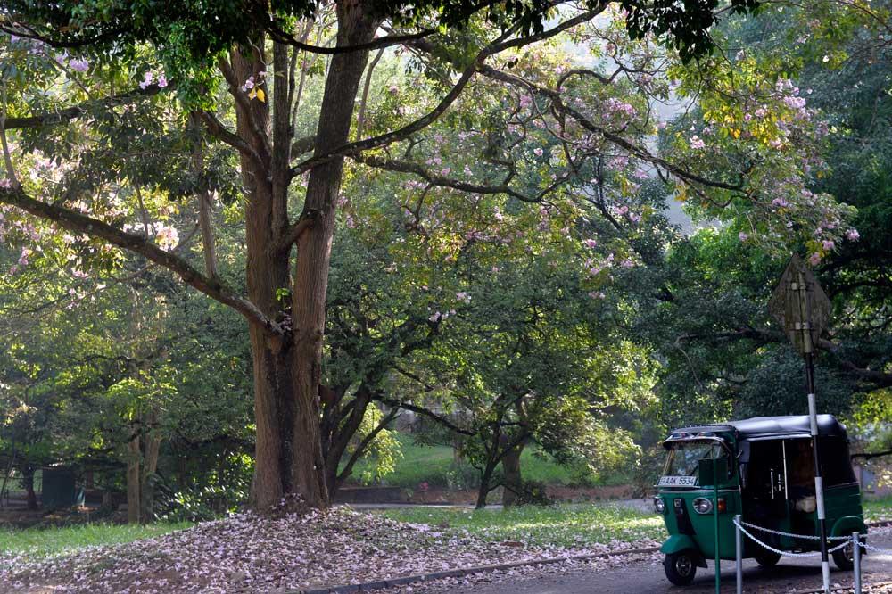 Blooming season starts... - Caption Story | Daily Mirror