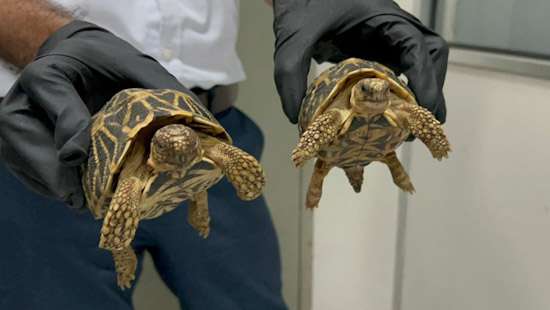 206 live 'star tortoises' seized at BIA - Breaking News | Daily Mirror