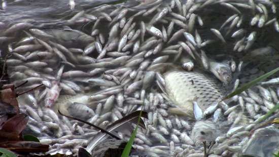 Thousands of fish dead in Kumbichchan tank - Breaking News | Daily Mirror