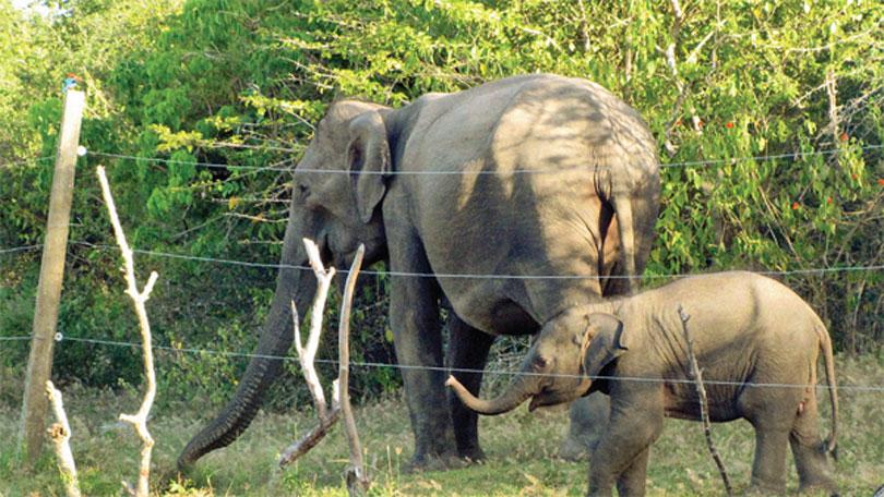 Every govt. tried to solve human-elephant conflict by protecting humans, not elephants: Fmr ...