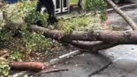 UPDATE: Four injured and hospitalized after tree falls on moving bus ...