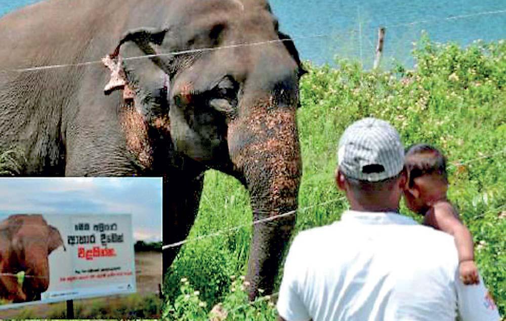 Don’t feed the elephant! - News Features | Daily Mirror