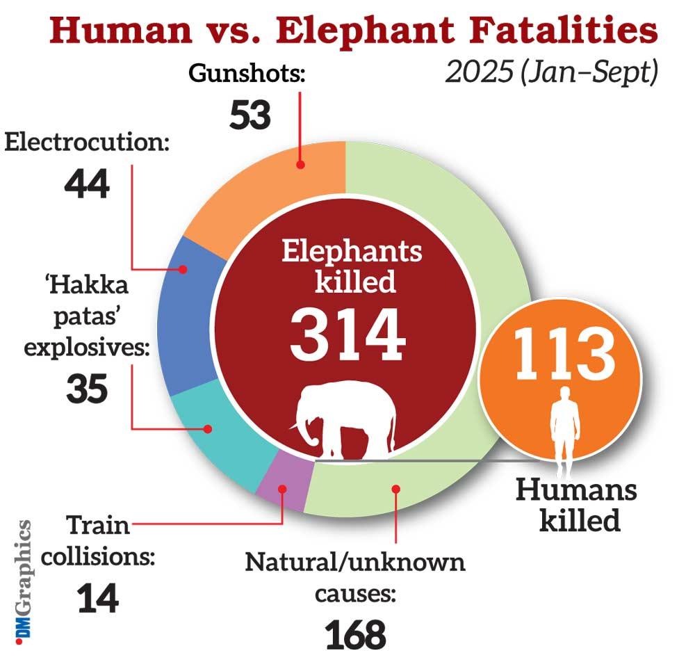 Over 400 dead as human-elephant conflict turns deadlier - Front Page ...