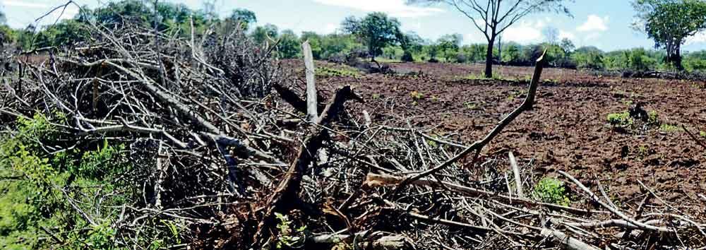 Dahaiyagala Elephant Corridor threatened by encroachment activities ...