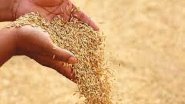 Minimum prices of Samba, Keeri Samba paddy increased - Breaking News ...