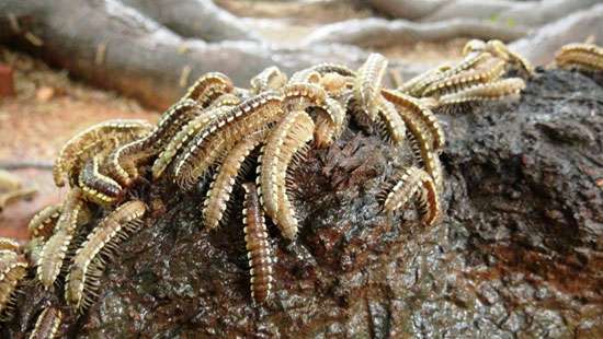 Fear grips residents as millipedes swarm Demunewa - Breaking News ...