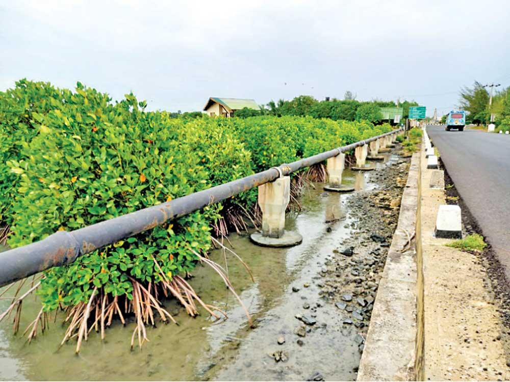 Jaffna Islands expand as mangrove project thrives - News Features ...