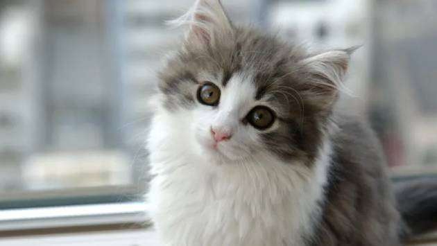 Gigil: The new word in the dictionary for overwhelming cuteness ...