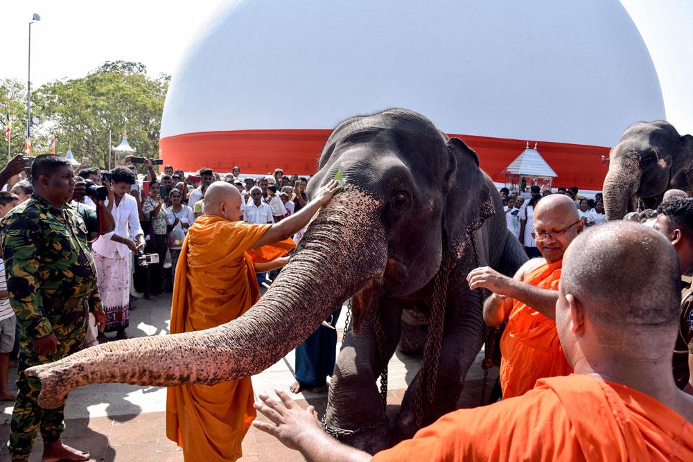 Oil anointing ceremony at Kataragama - Caption Story | Daily Mirror