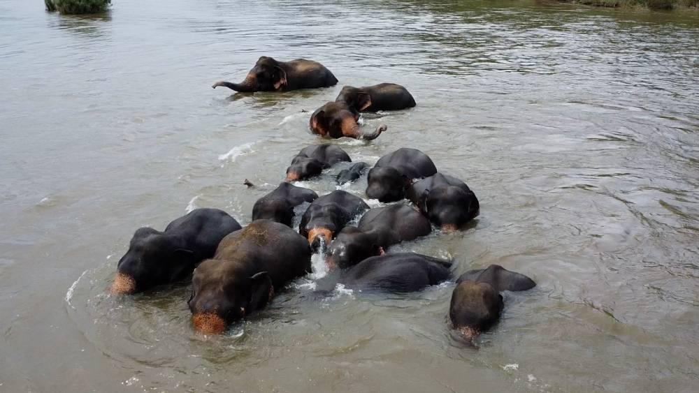 Elephants aggravate protest against elephant threat... - Caption Story ...