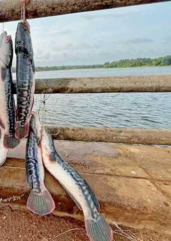 Would Deduru Oya become home to the most predacious snakehead fish ...