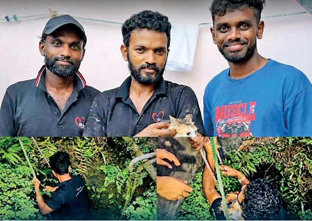 Rescuer risks life to save a cat - News Features | Daily Mirror