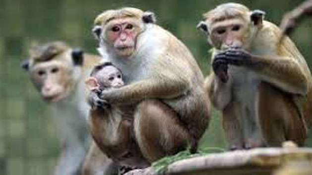 Govt. to conduct first-ever nationwide monkey census - Breaking News ...