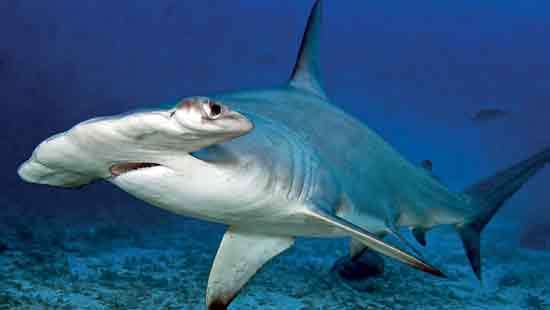 The Scalloped Hammerhead: The shark with the strange head and the ...